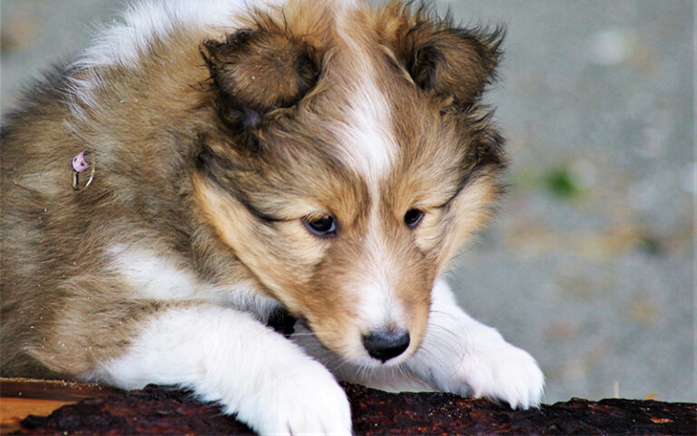 Home - Dynstar Shetland Sheepdogs